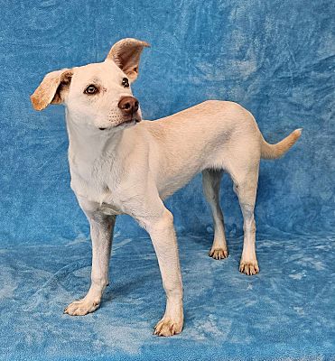 Welcome in October with a long walk and an adoptable pet. Oct. 5-6 ...