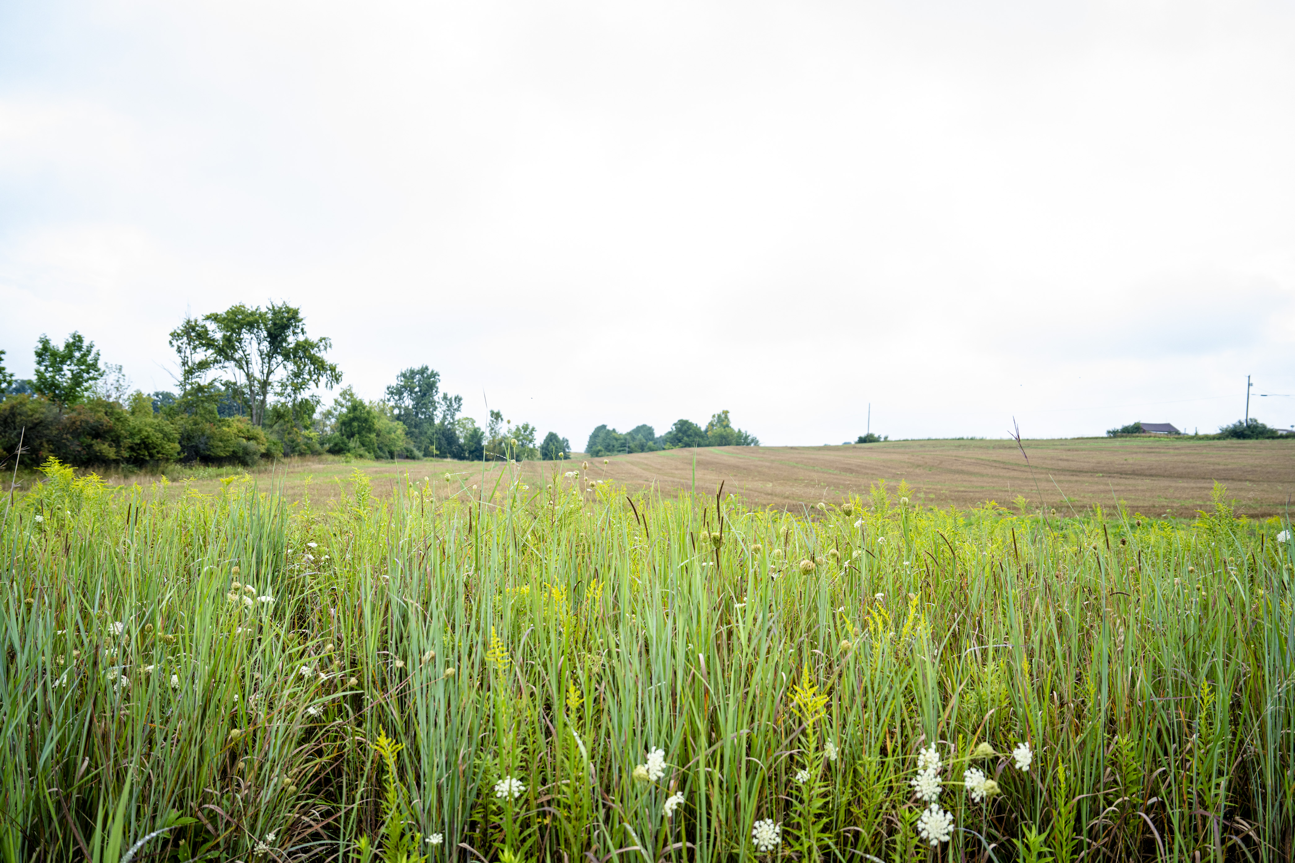 Wetland Restoration Project in Lenawee County - mlive.com