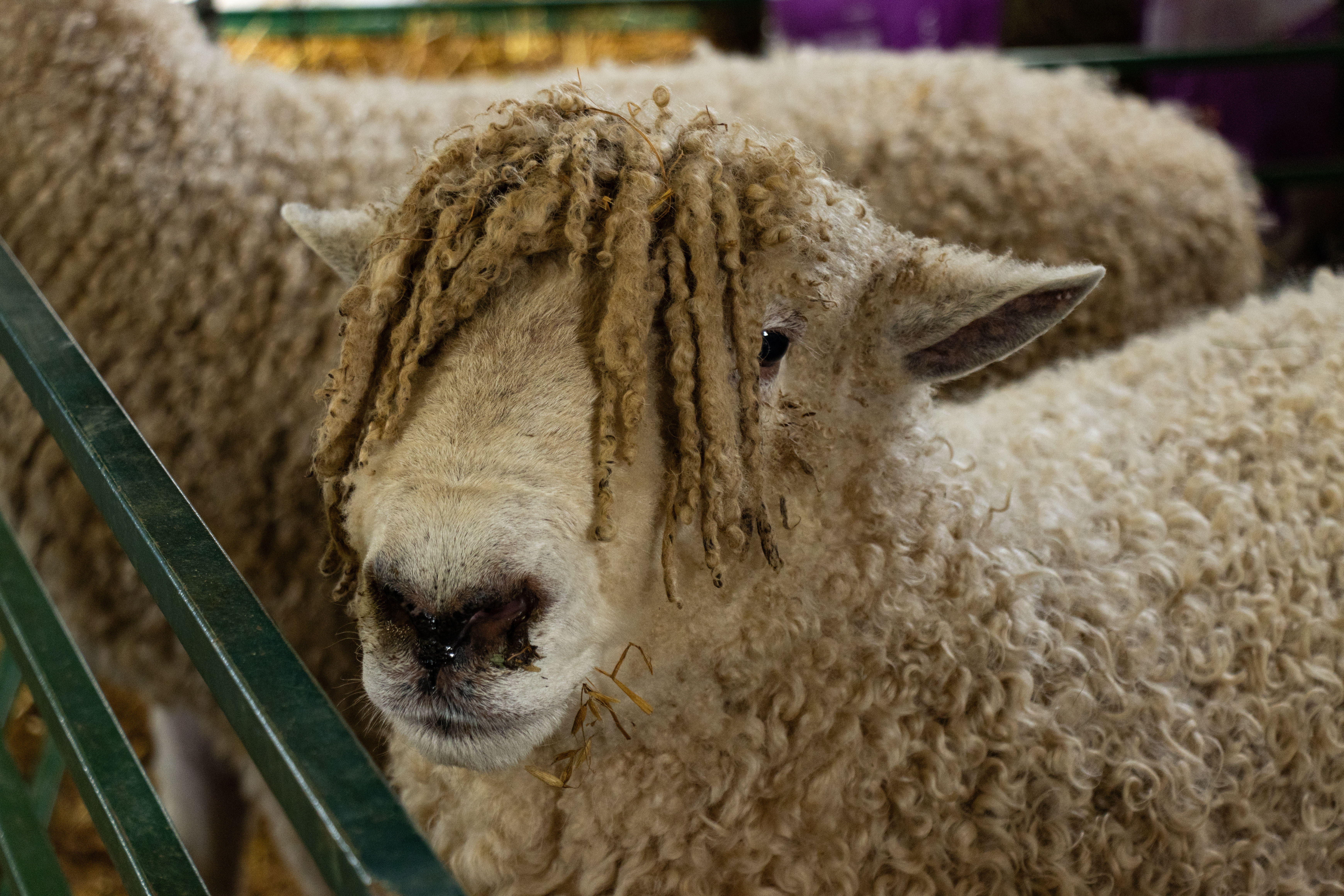 Topsfield Fair 2024 - masslive.com