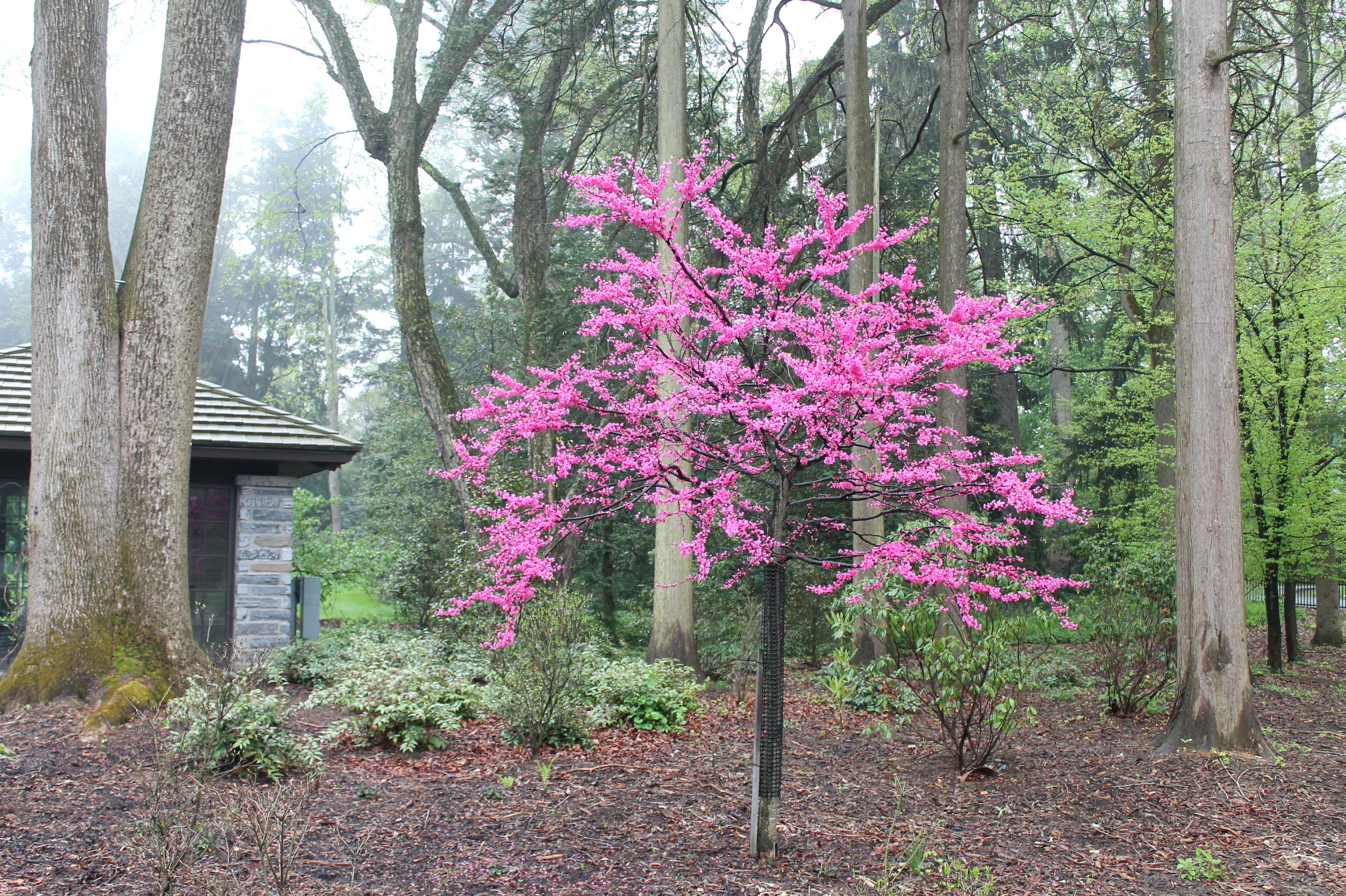 Dwarf Ornamental Trees Zone 5