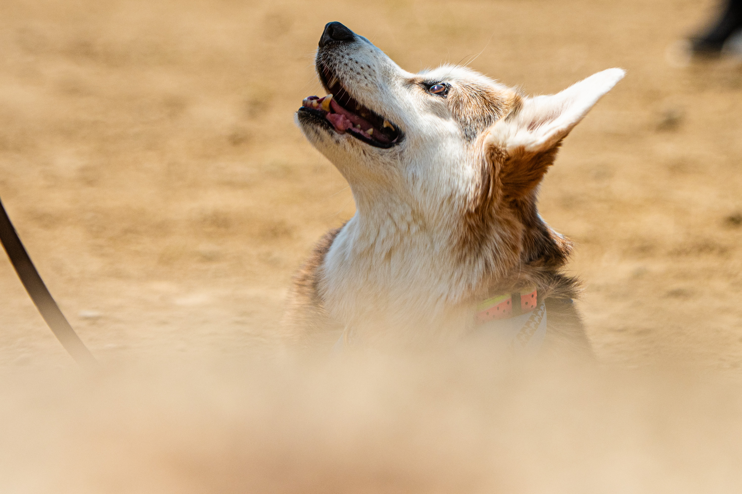 See photos from the Michigan Celtic Festival - mlive.com