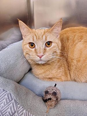 N.J. pets in need: March 28, 2022 - nj.com