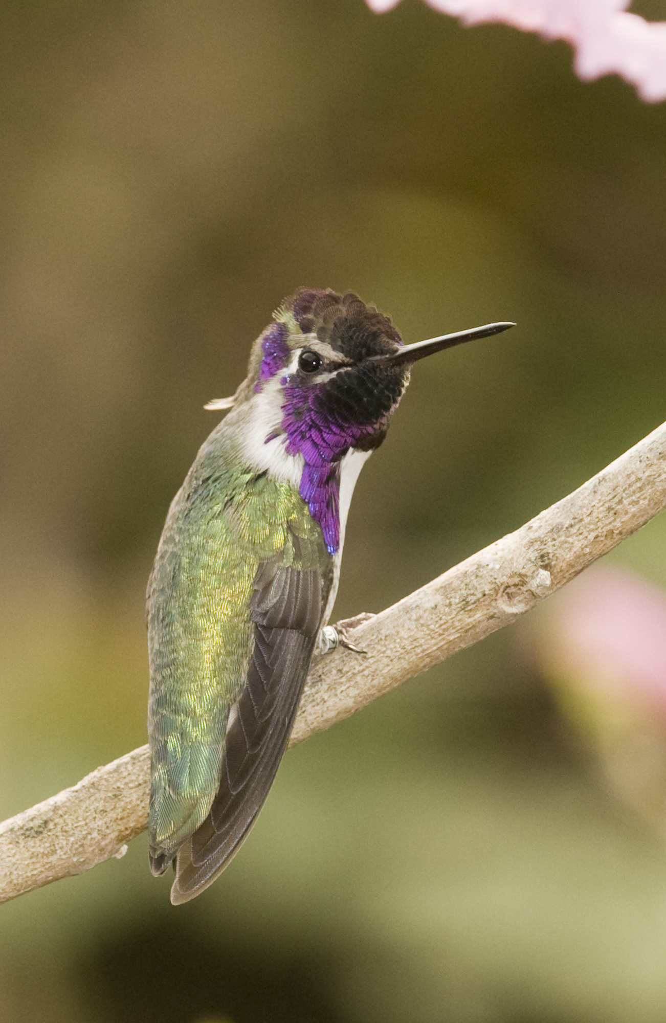 The seven species of Oregon hummingbirds - oregonlive.com