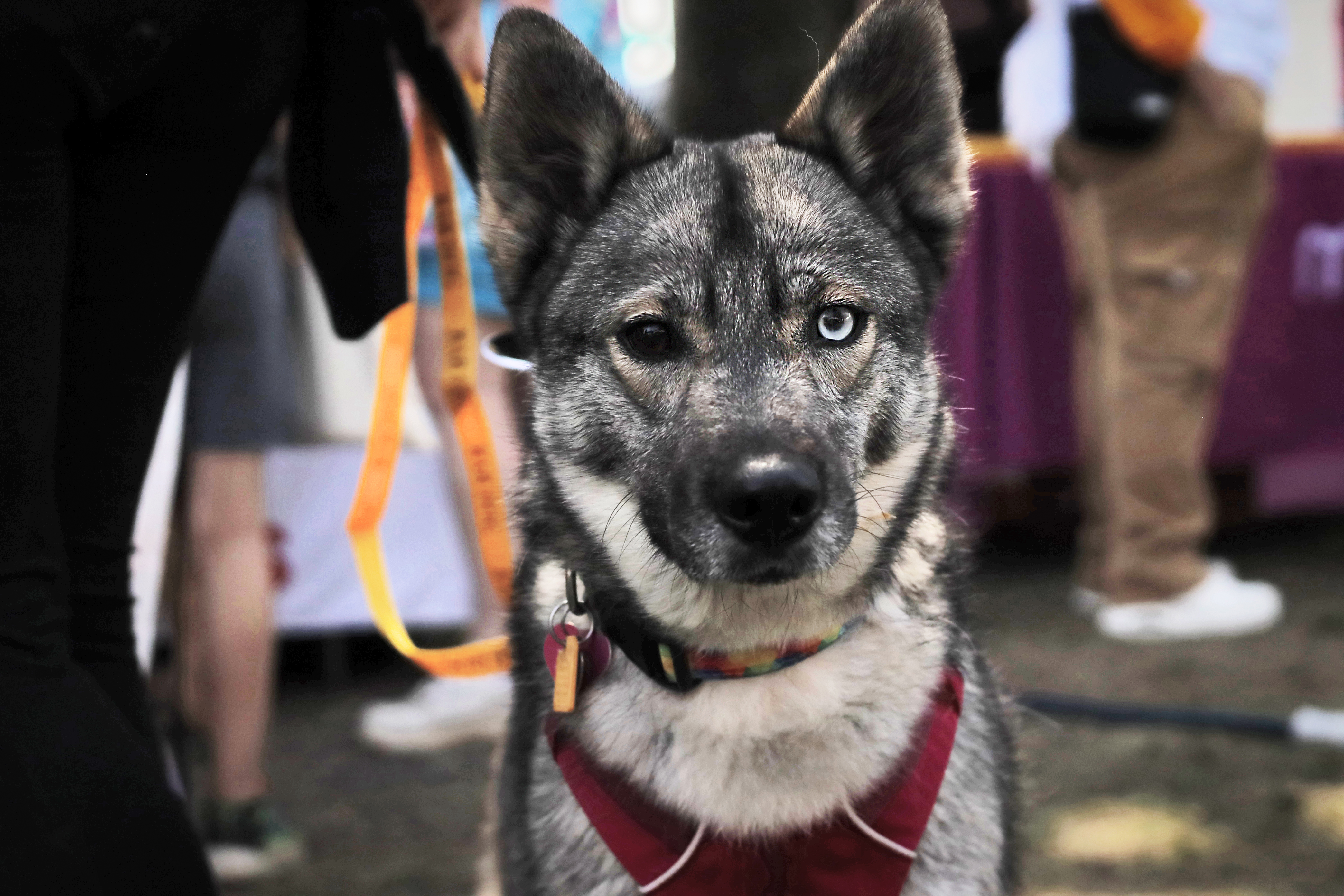 Oregon Humane Society Doggie Dash 2025 - oregonlive.com