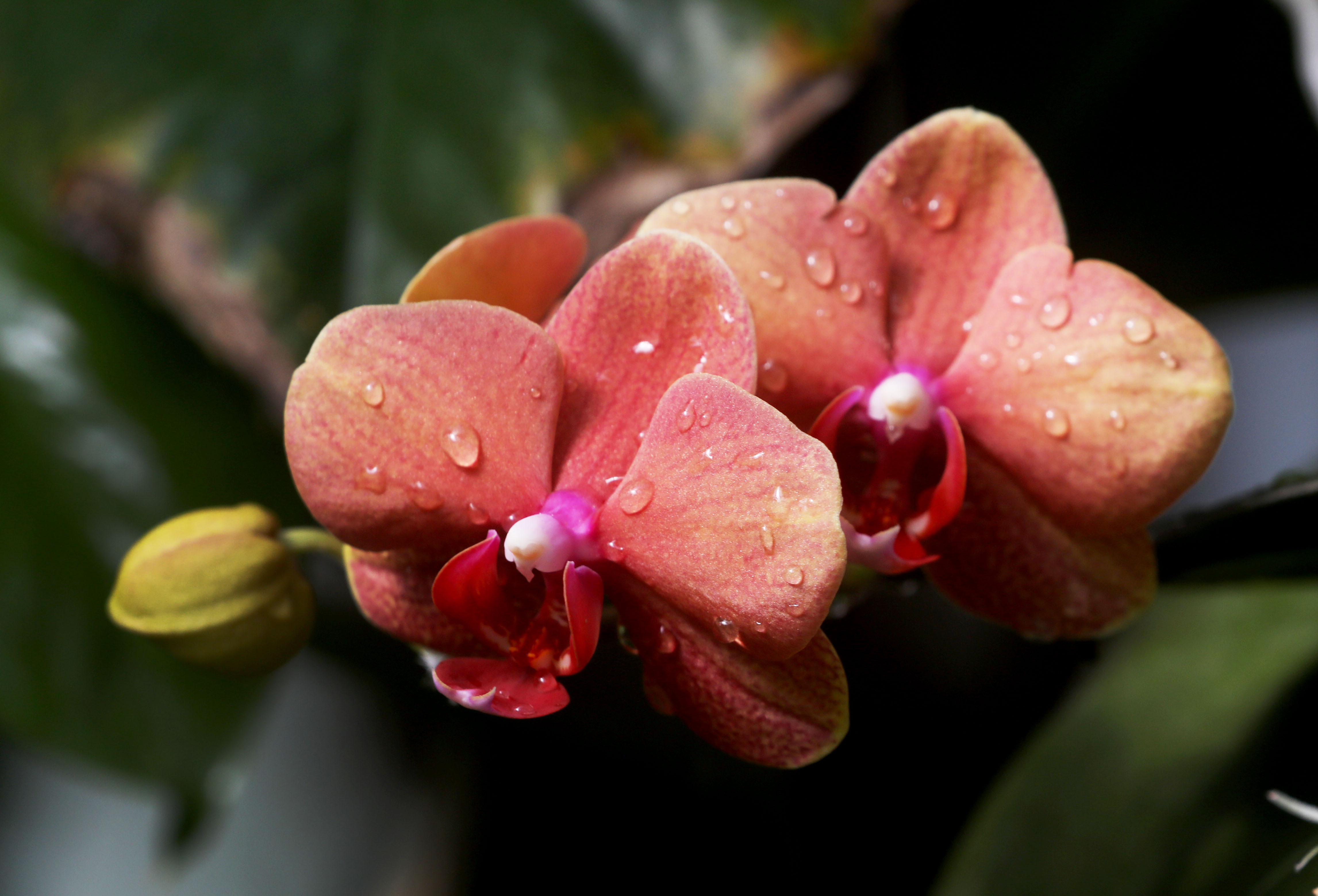 Orchids in full bloom - nj.com