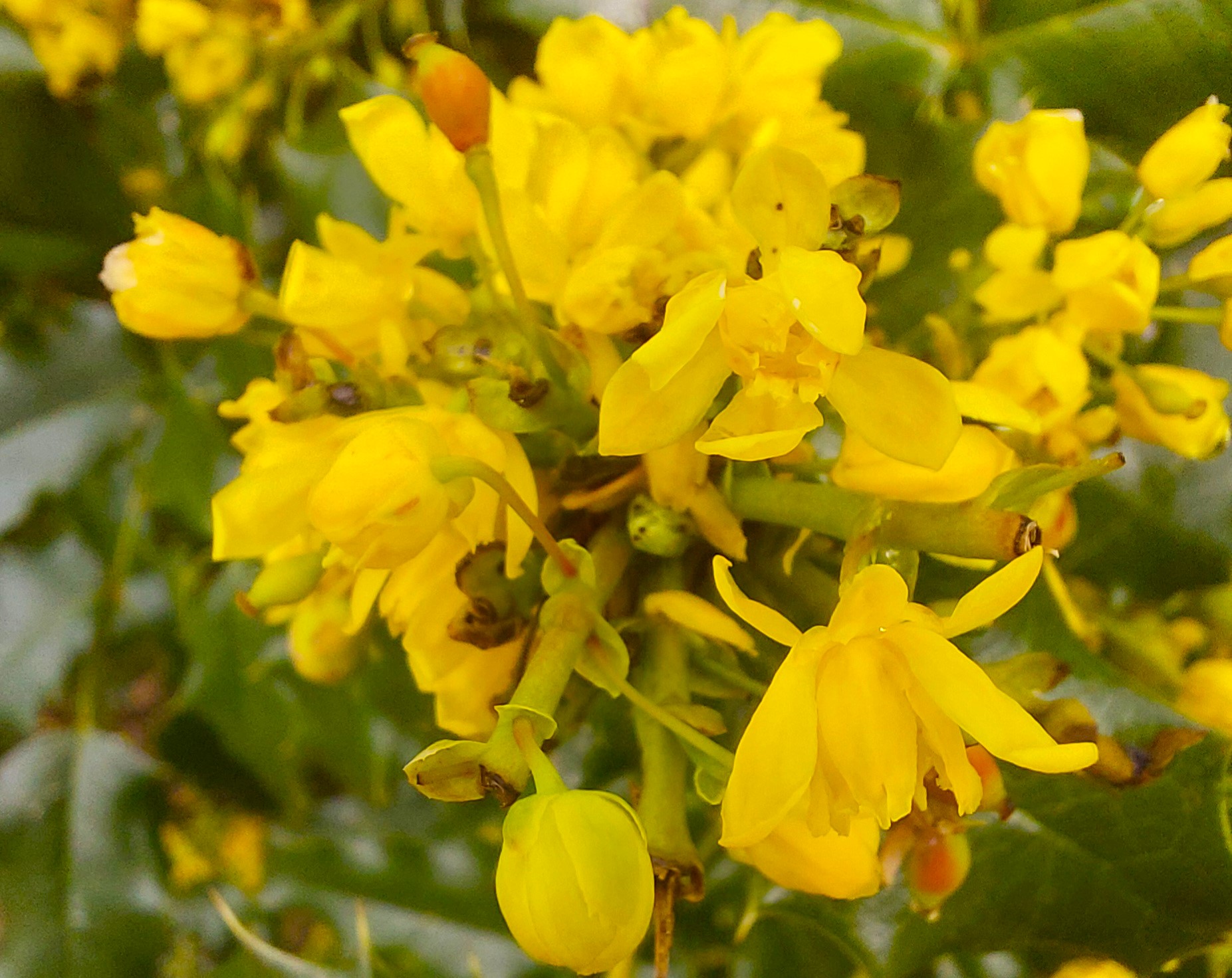 Oregon Garden springtime - oregonlive.com