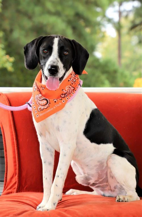 N.J. pets in need: Dec. 28, 2020 - nj.com