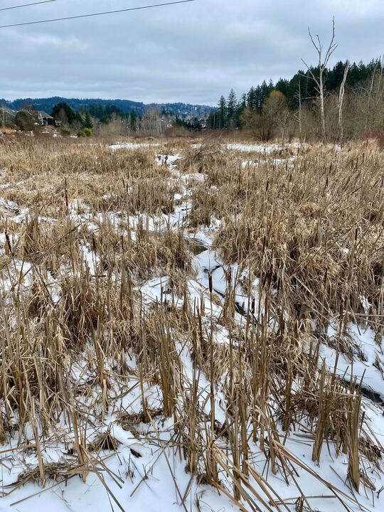Fallen trees in Portland area storm - oregonlive.com