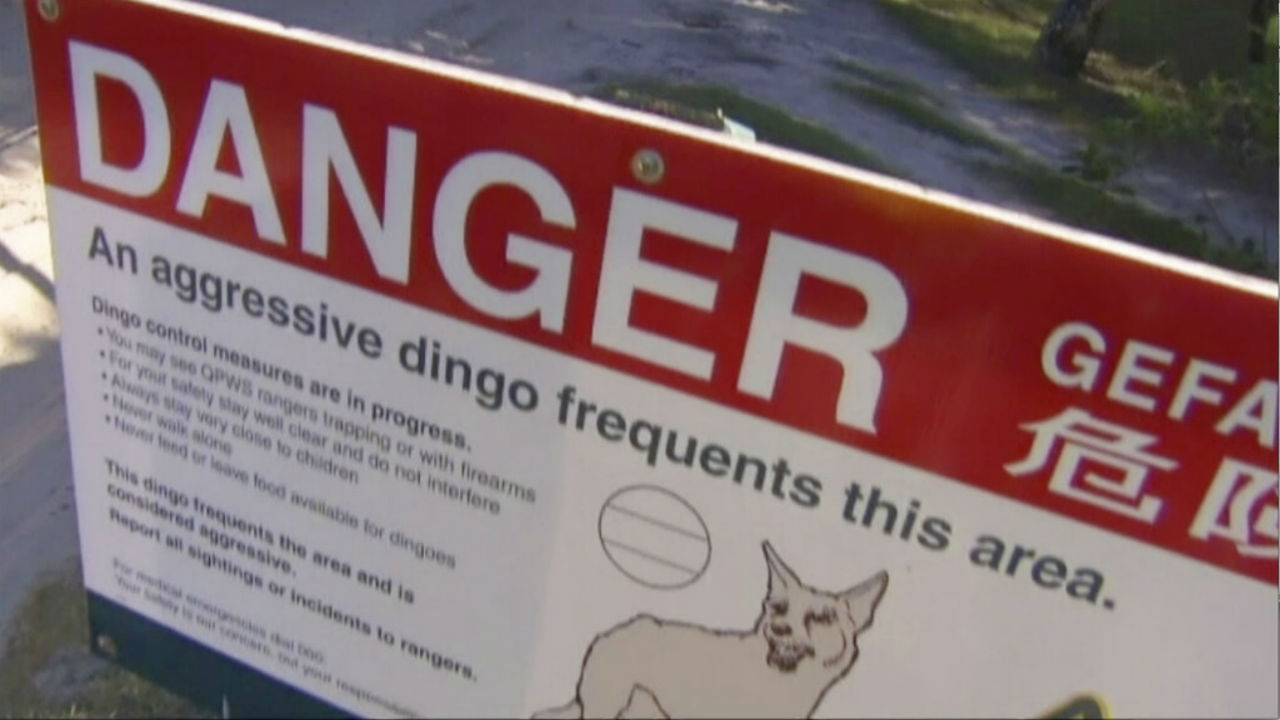 Are Dingo Aggressive