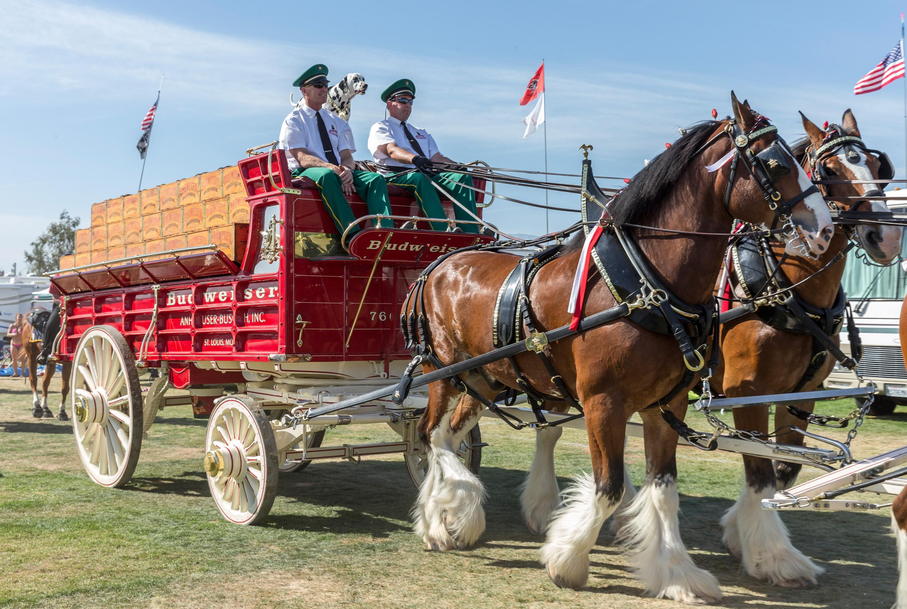 Budweiser Clydesdale Teams