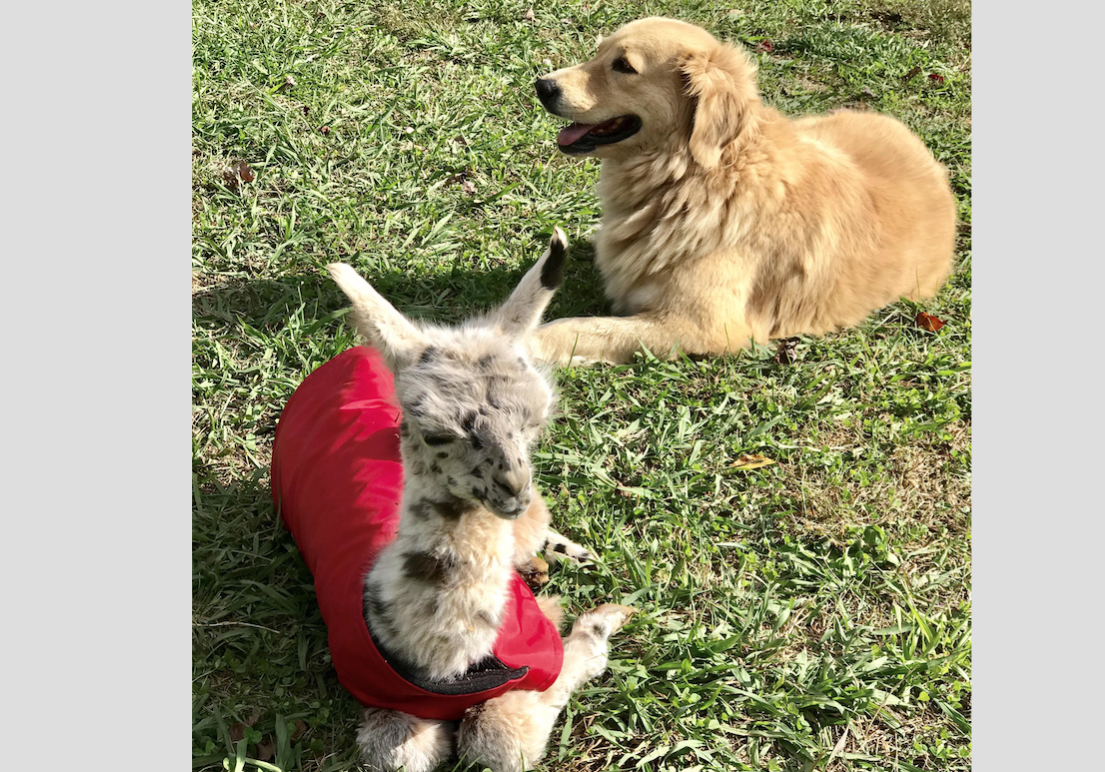 Dog Baby Llama Baby Llamas By TastyPeachStudios On DeviantArt