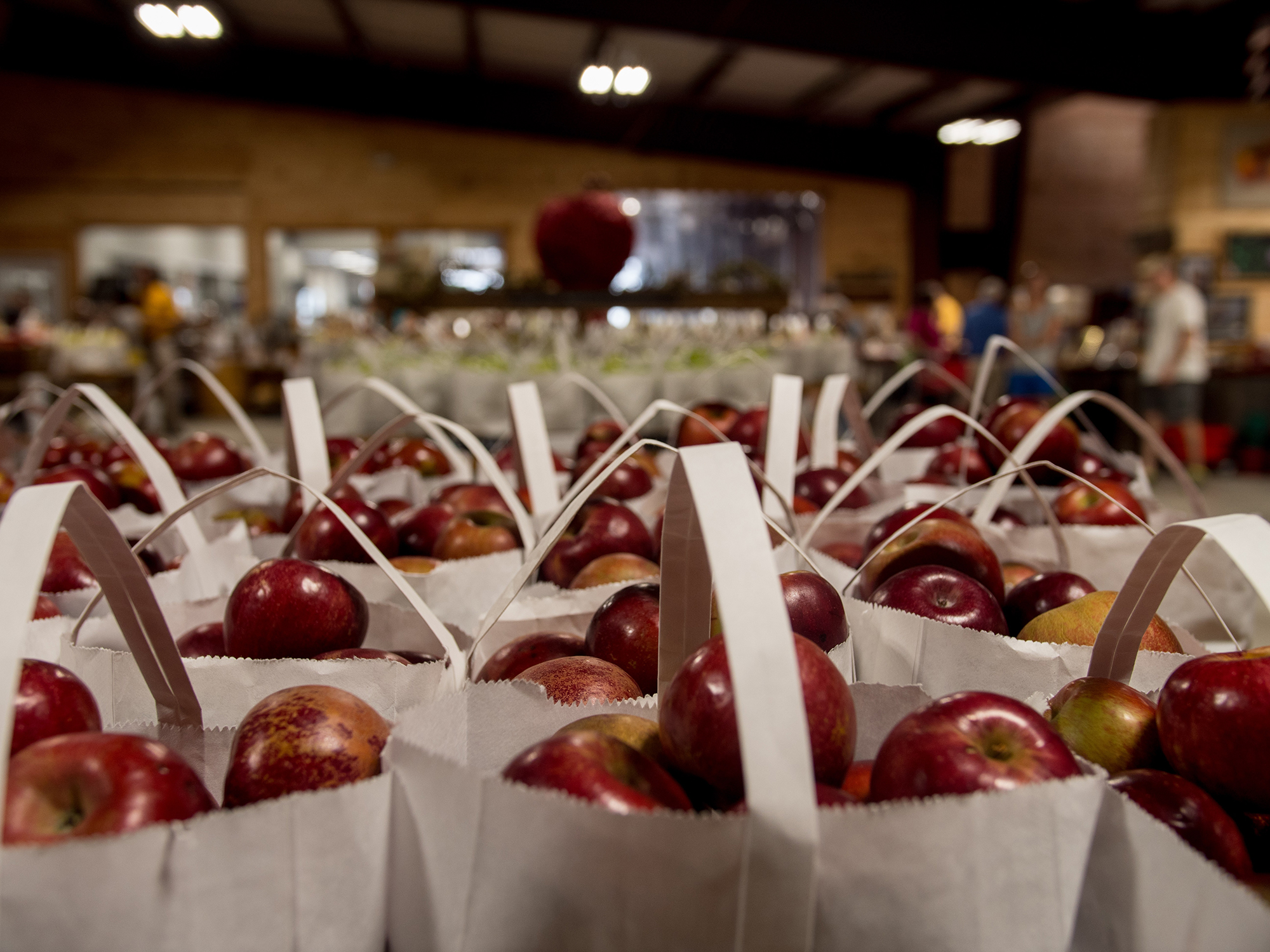North Georgia apple picking: Mercier Orchards