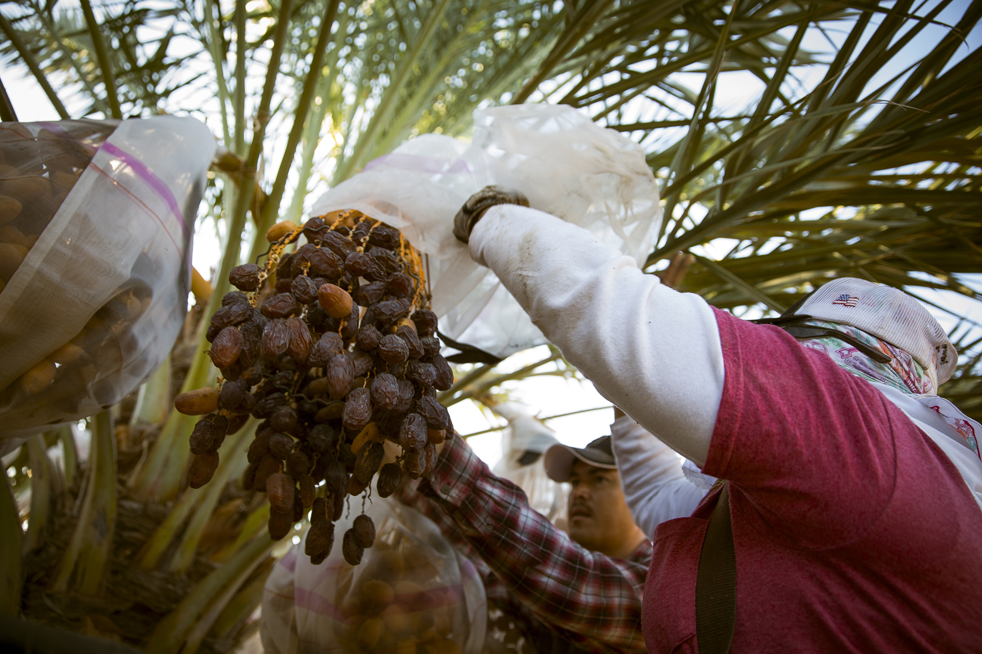Recipes: Cooking with dates