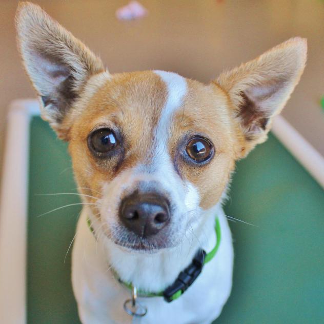 Photos: '12 Strays of Christmas' pet adoption underway at Cobb shelter