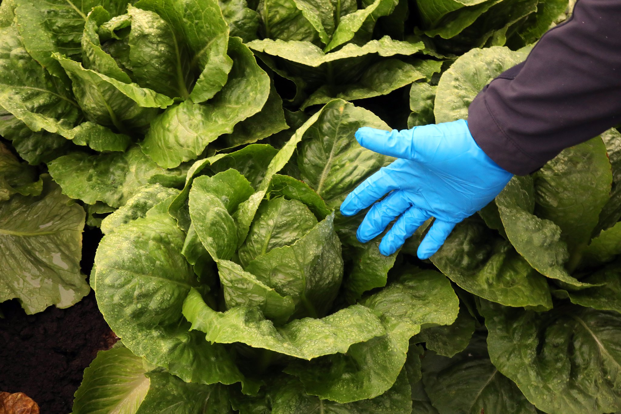CDC says it's safe to eat romaine again