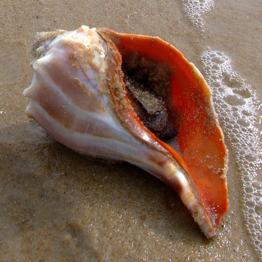 Georgia State Shell