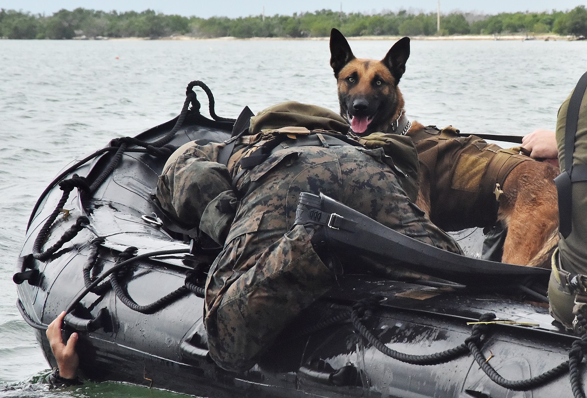 The Dogs Of The Us Marine Corps Special Operations Command