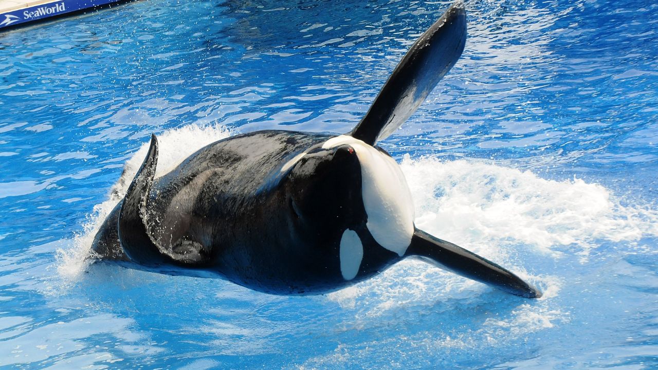 Orcas Mundo Marino