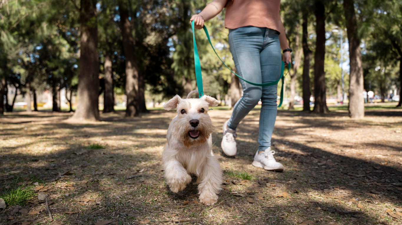 Cuantos Kilometros Al Dia Debe Caminar Un Perro