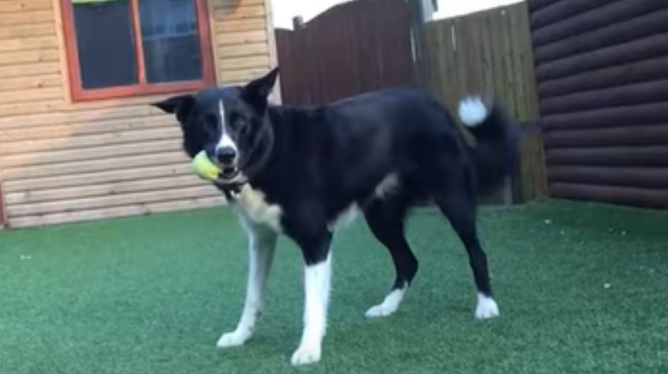 Que Significa Cuando Un Perro Patea