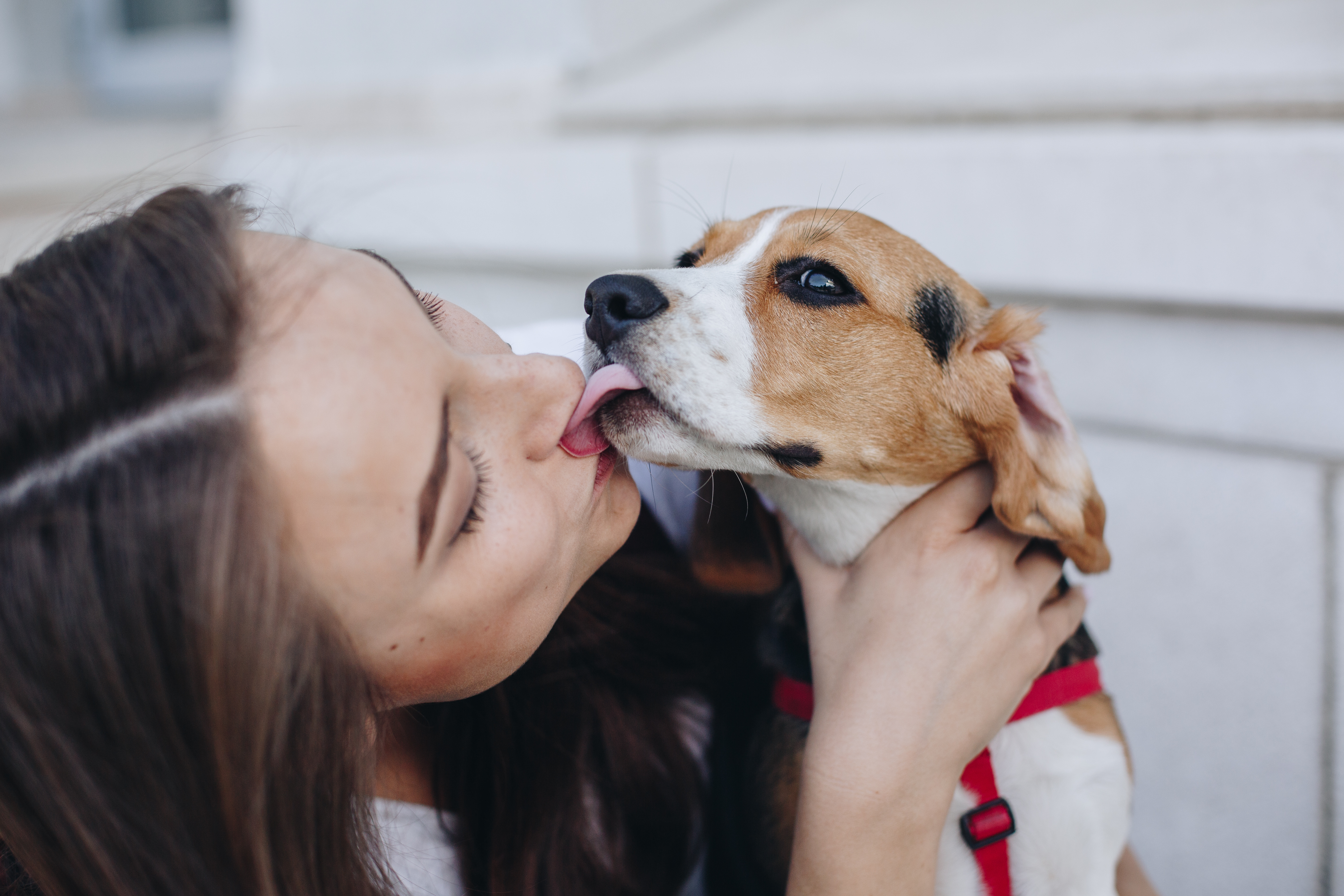 Baba De Perro En La Cara Vectores De Baba De Perro, Imágenes