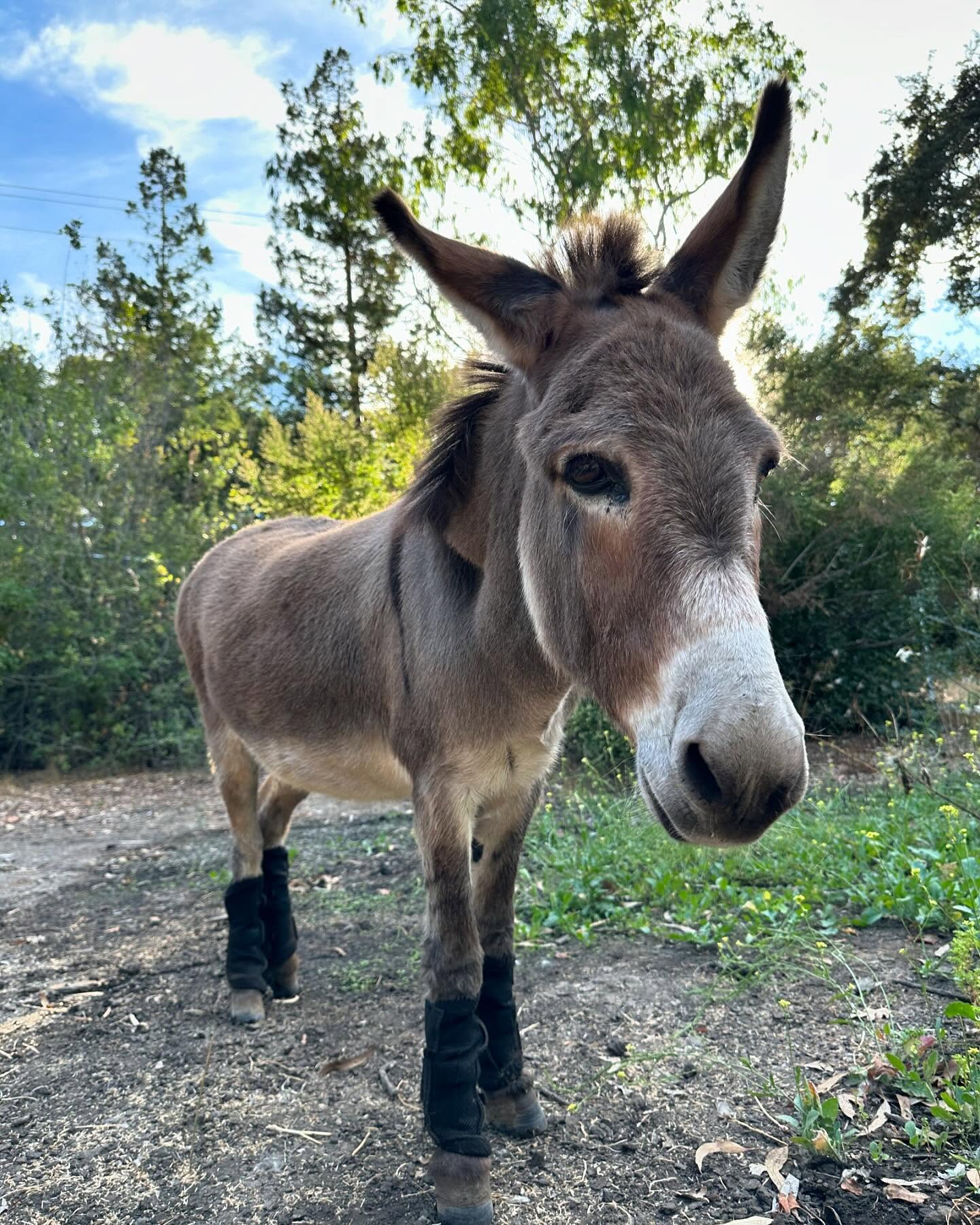 Ezpoiler La Perturbadora Y Real Historia De Burro De Shrek