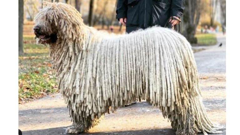 Que Son Los Perros Que Parecen Trapeadores