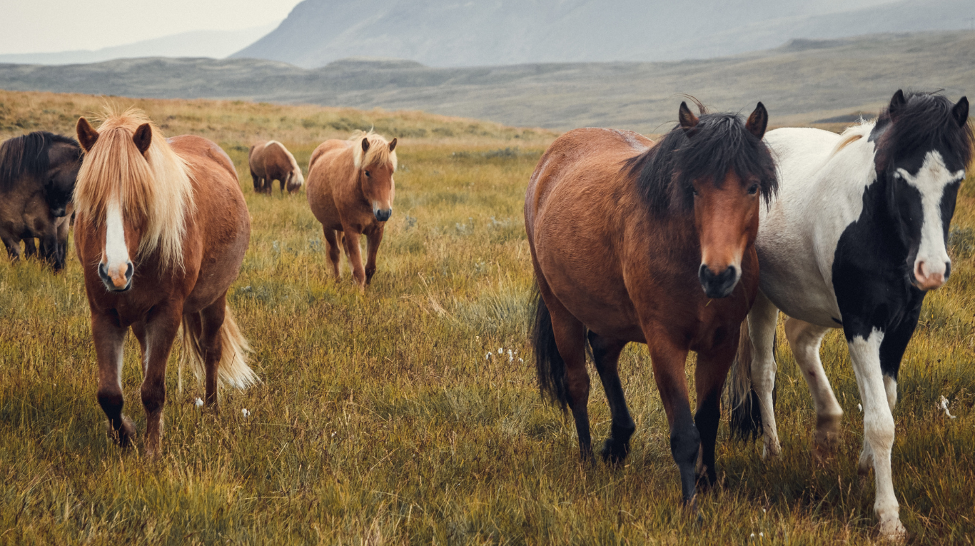 Caballos Maltratados Antes Y Después