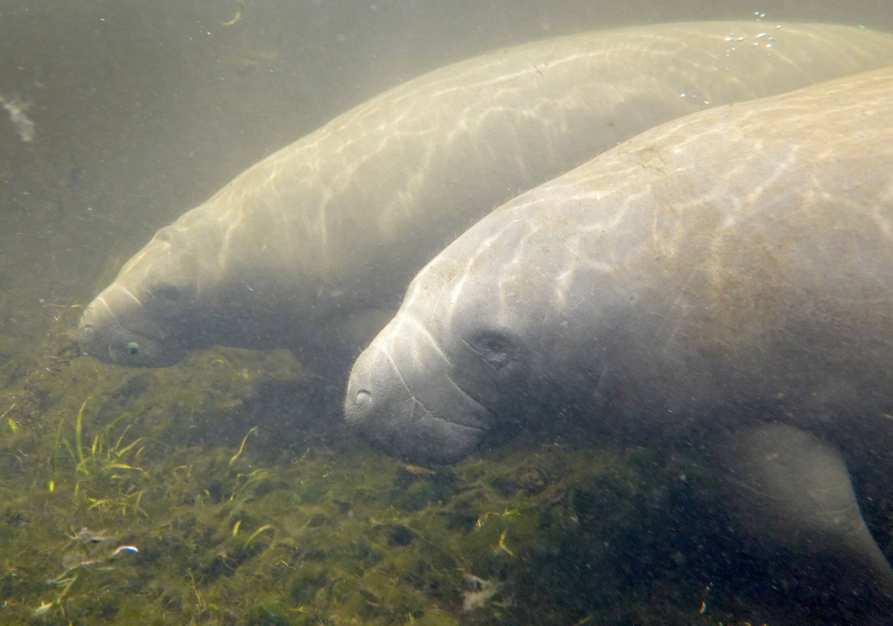 Manatees Mermaid Rescue