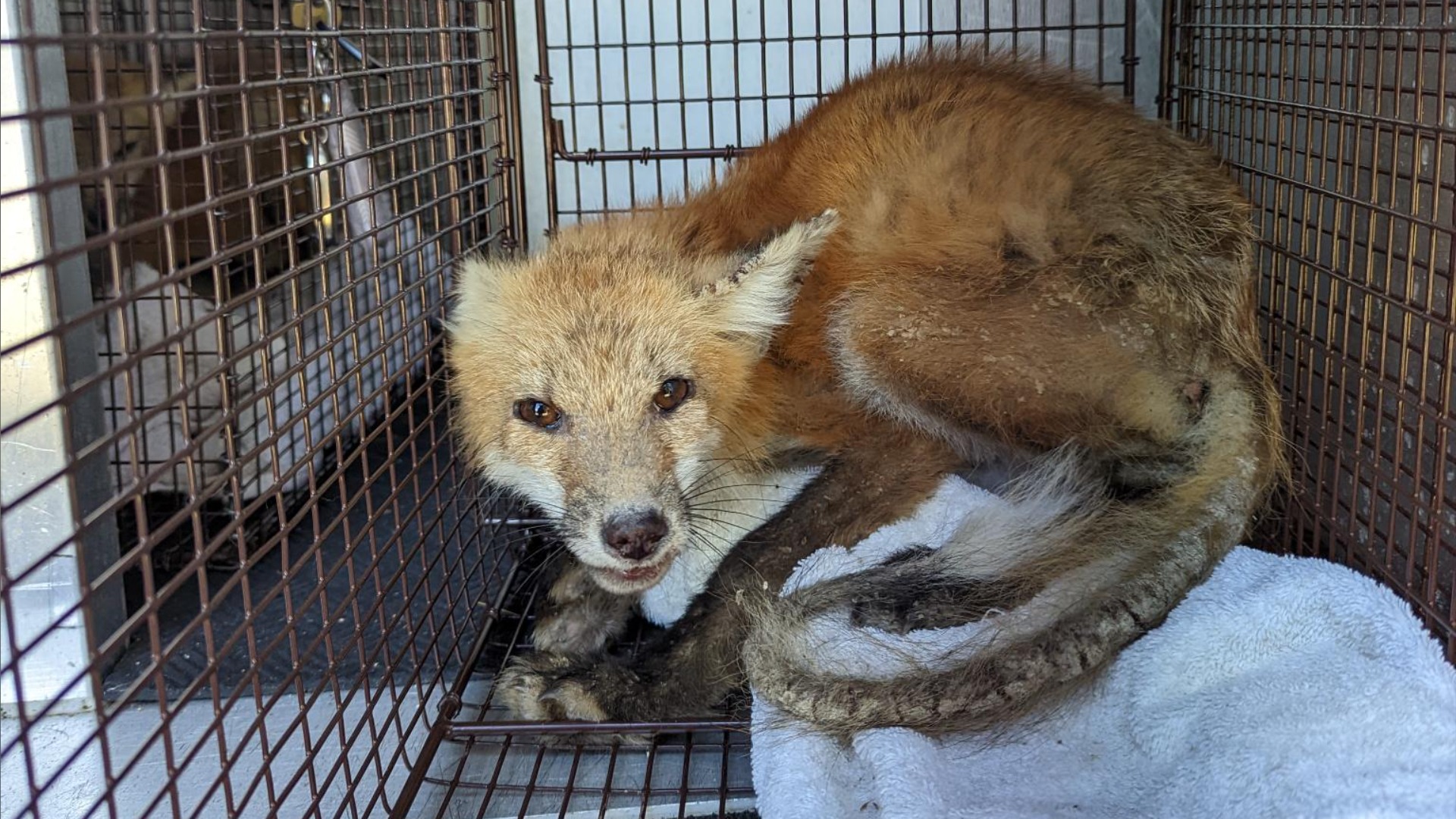 The Miraculous Recovery of a Mange-Affected Fox: A Story of Hope ...