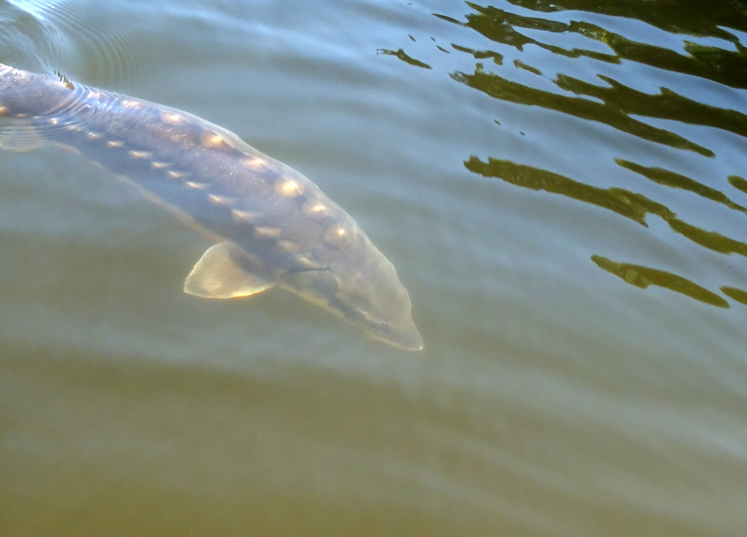 Giant Sturgeon Fish