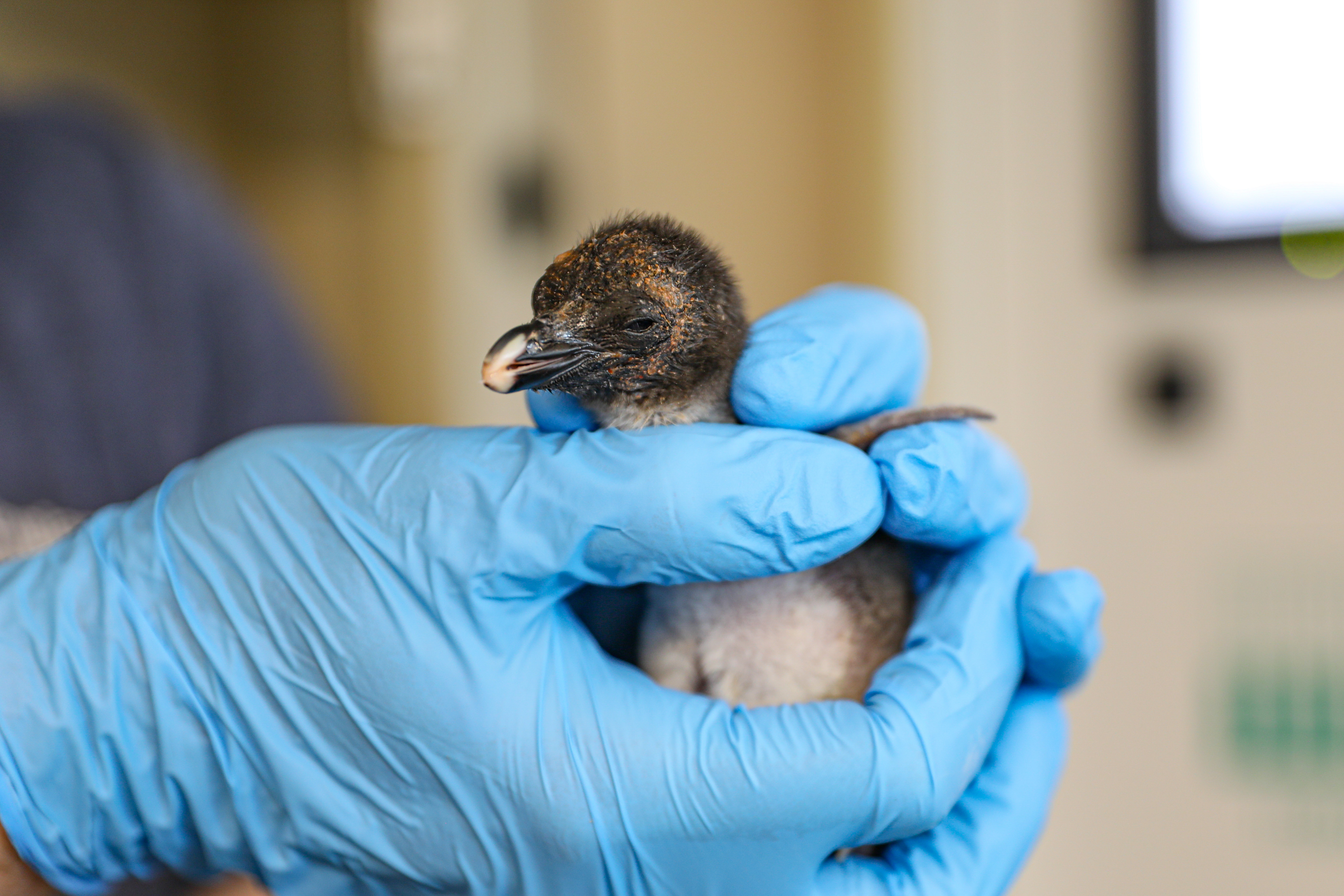 Baby Rockhopper Penguin