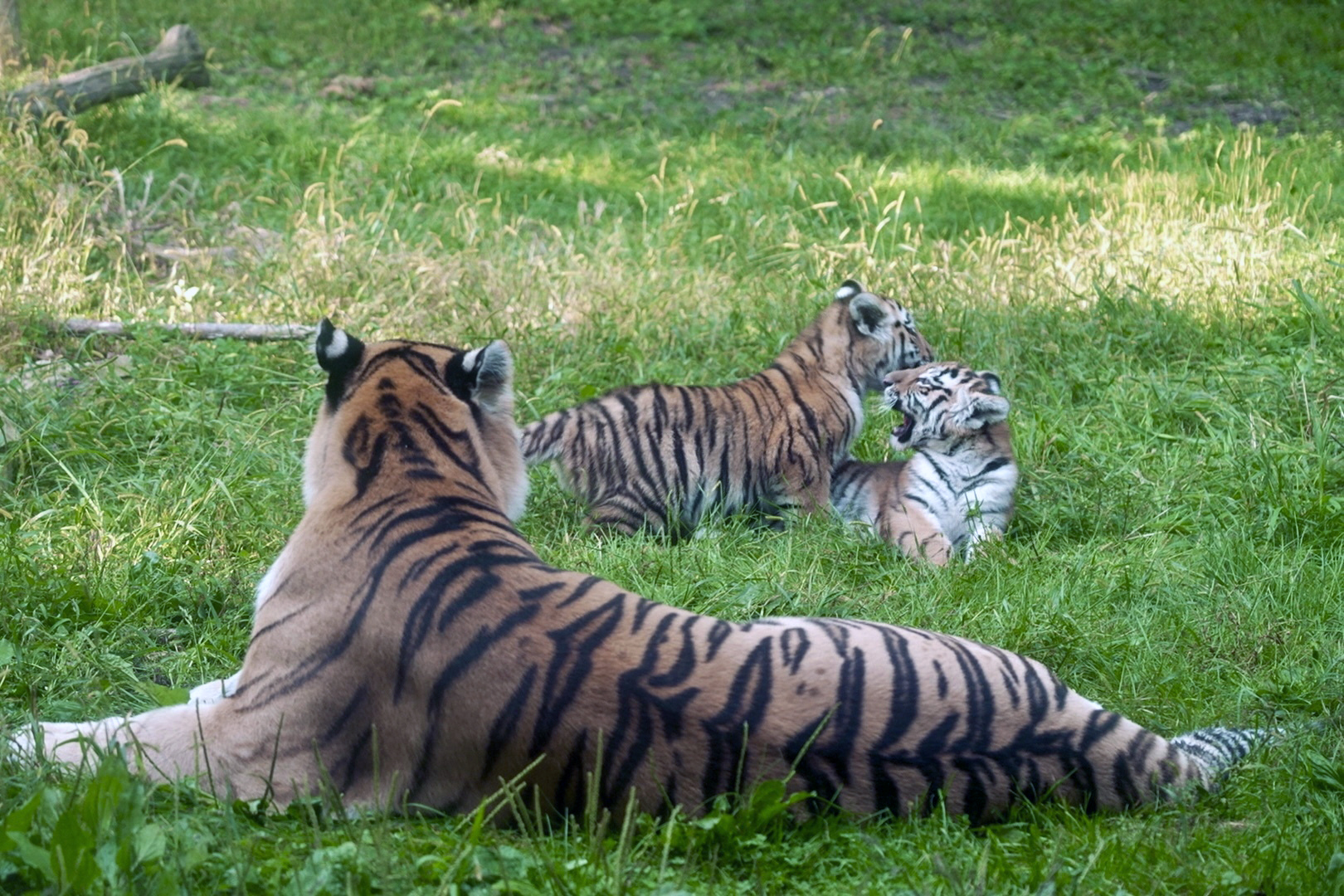 Siberian Tiger Cubs Playing