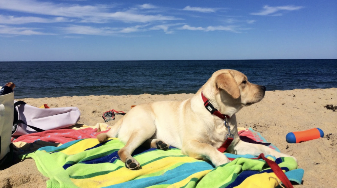 Se Permiten Perros En Las Playas De Obx