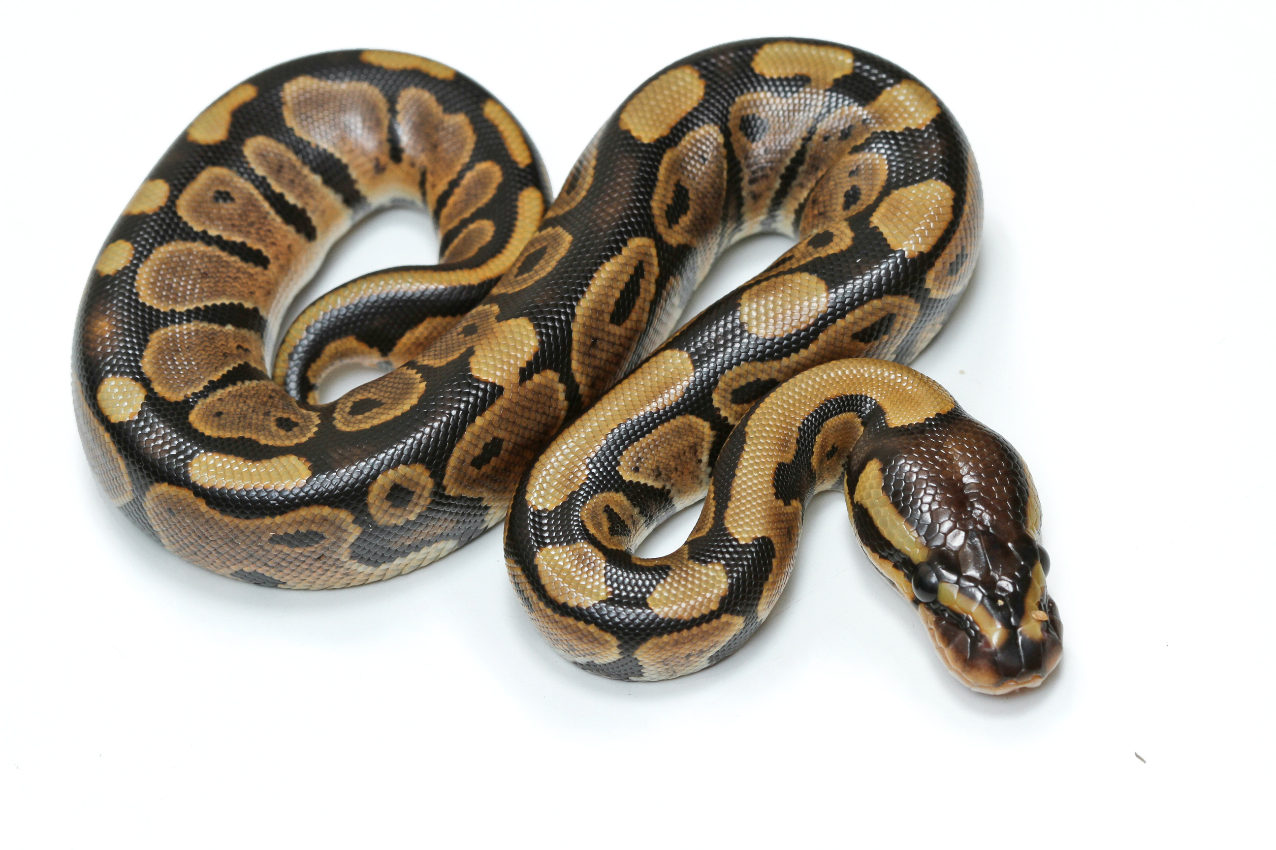 2 pythons weighing 100 pounds collapse Australian ceiling - The Boston ...