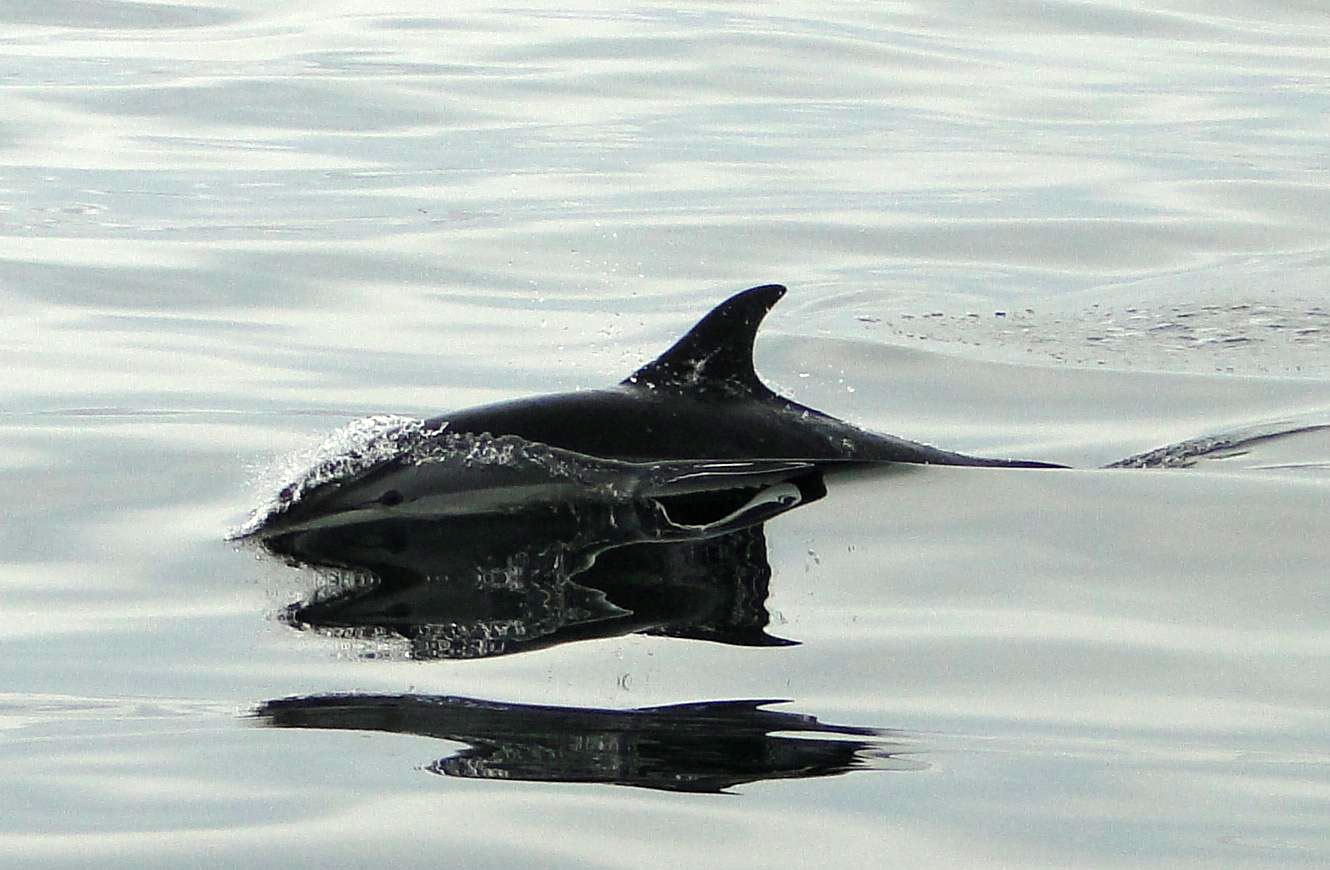 Is that a great white shark’s fin? Or something else? Here’s how to ...