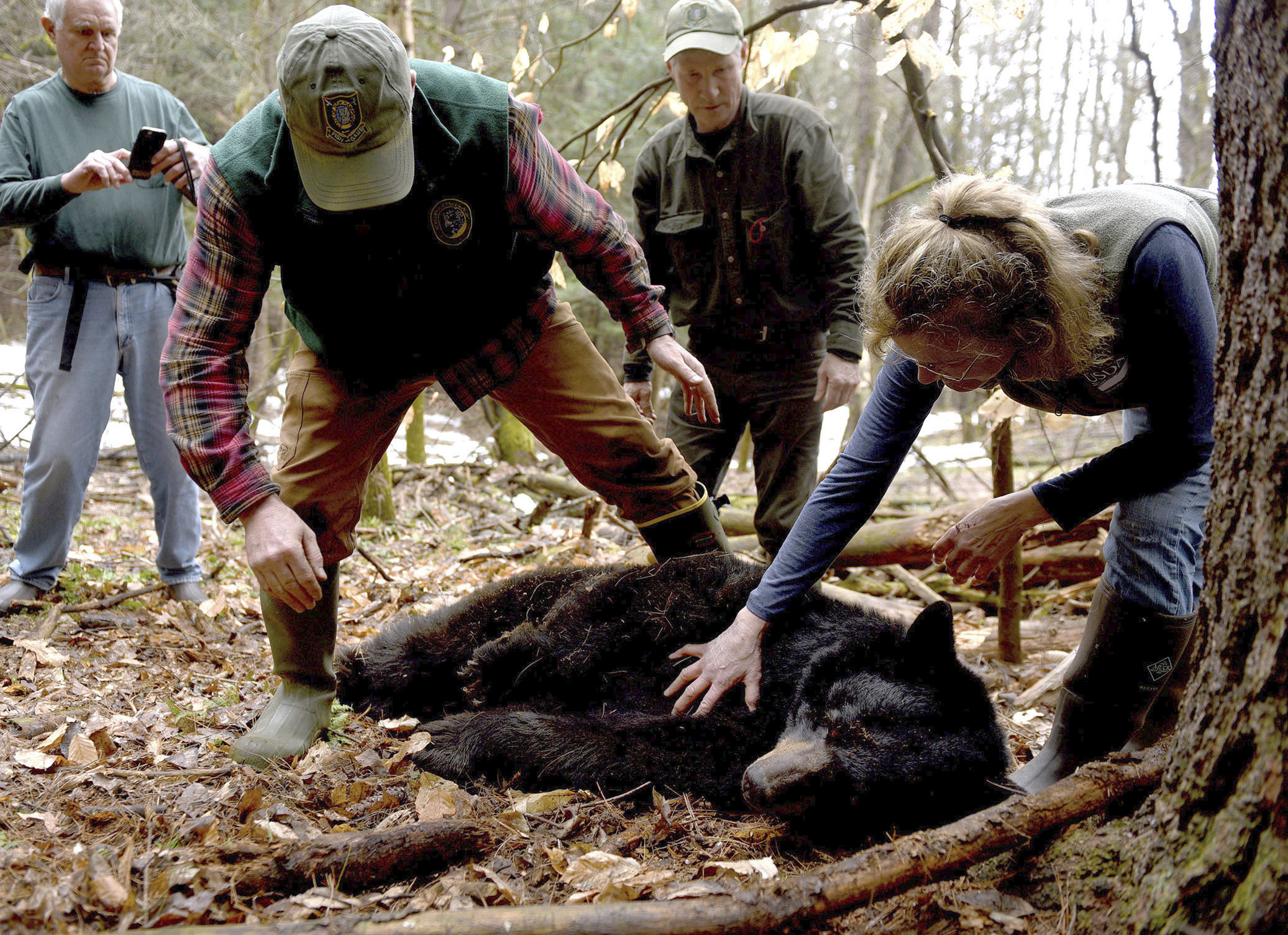 Cub orphaned by famous N.H. bear’s death is killed by bus - The Boston ...