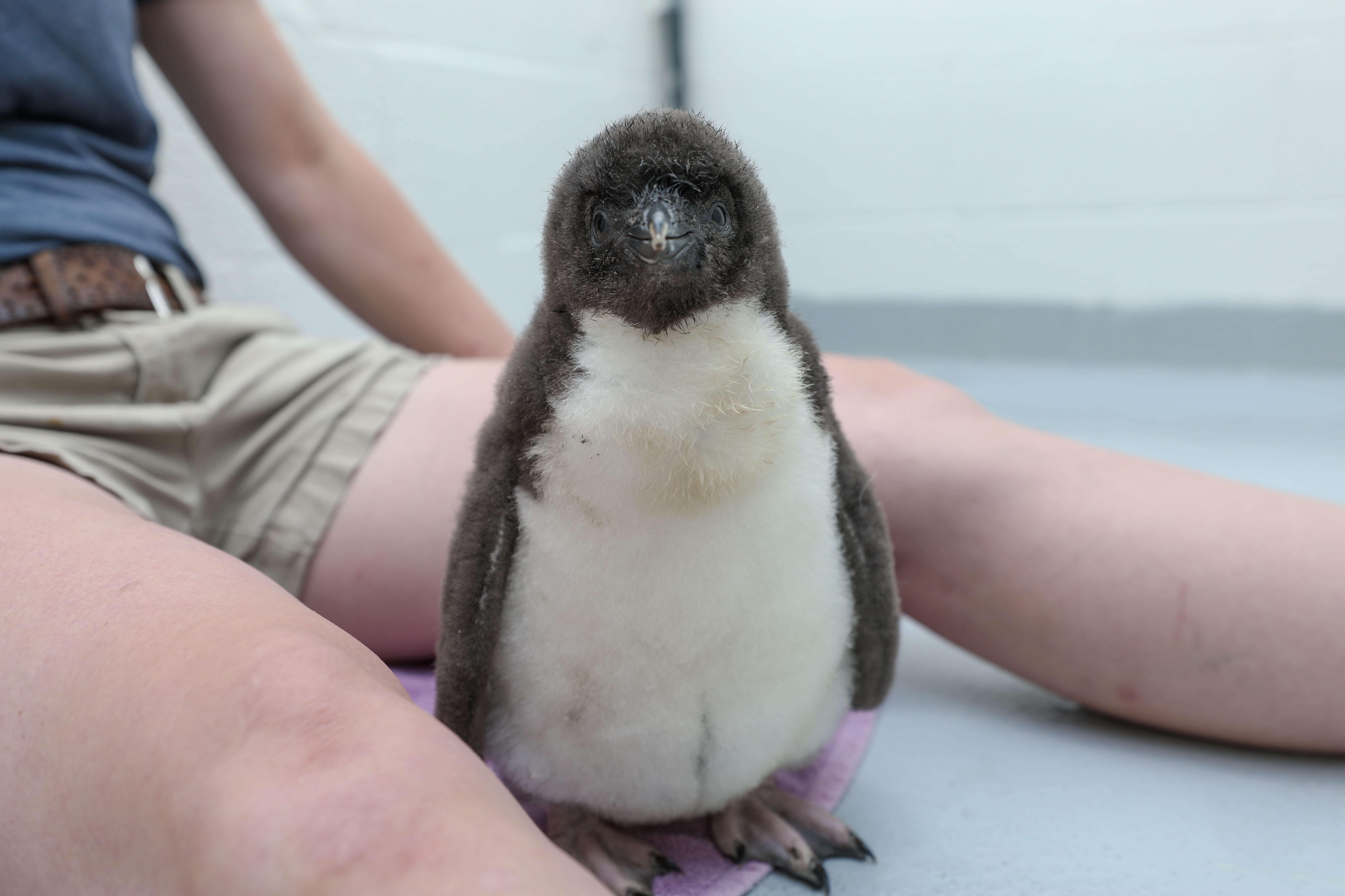 Baby Rockhopper Penguins