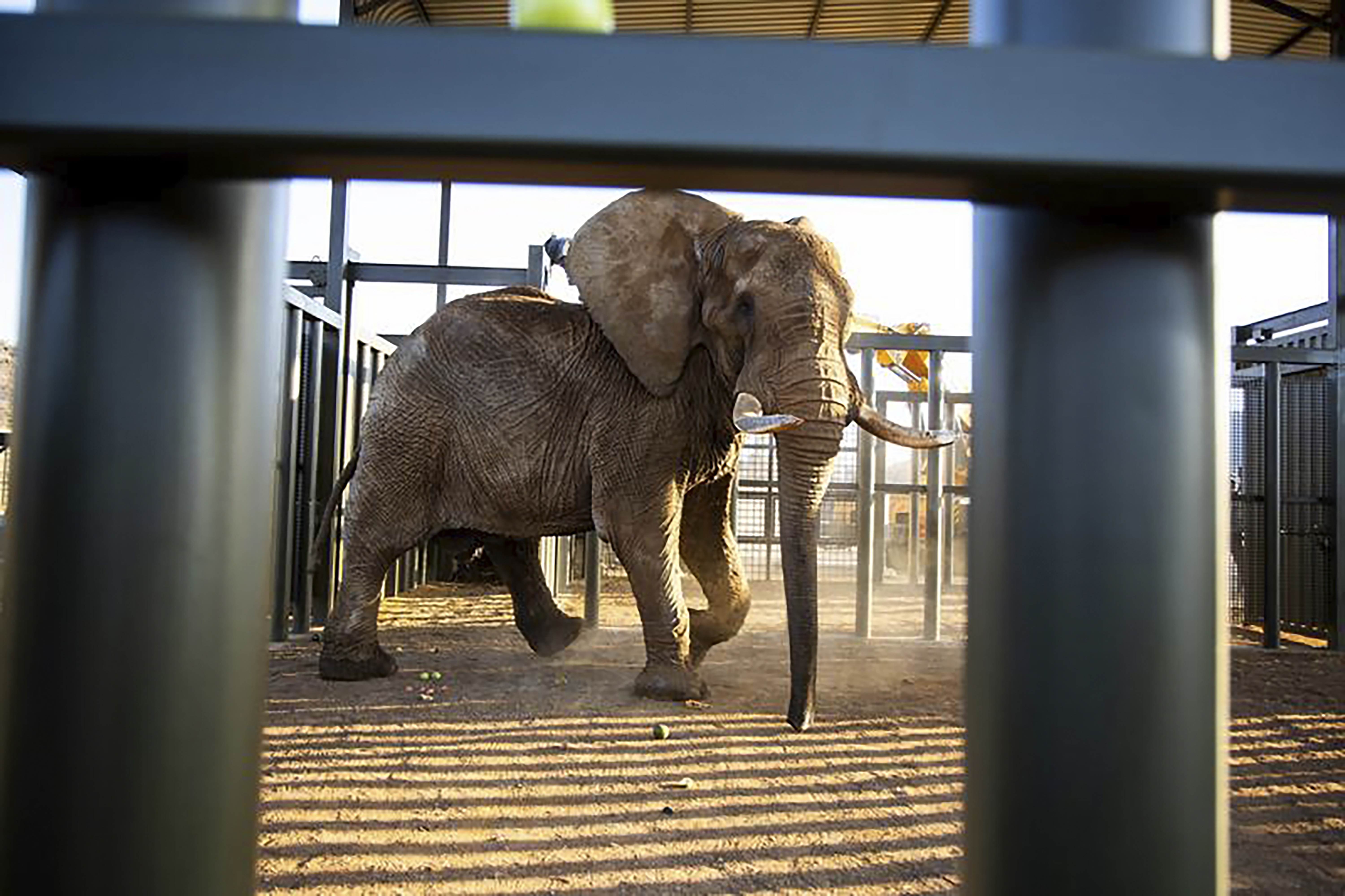 Elephants In Captivity