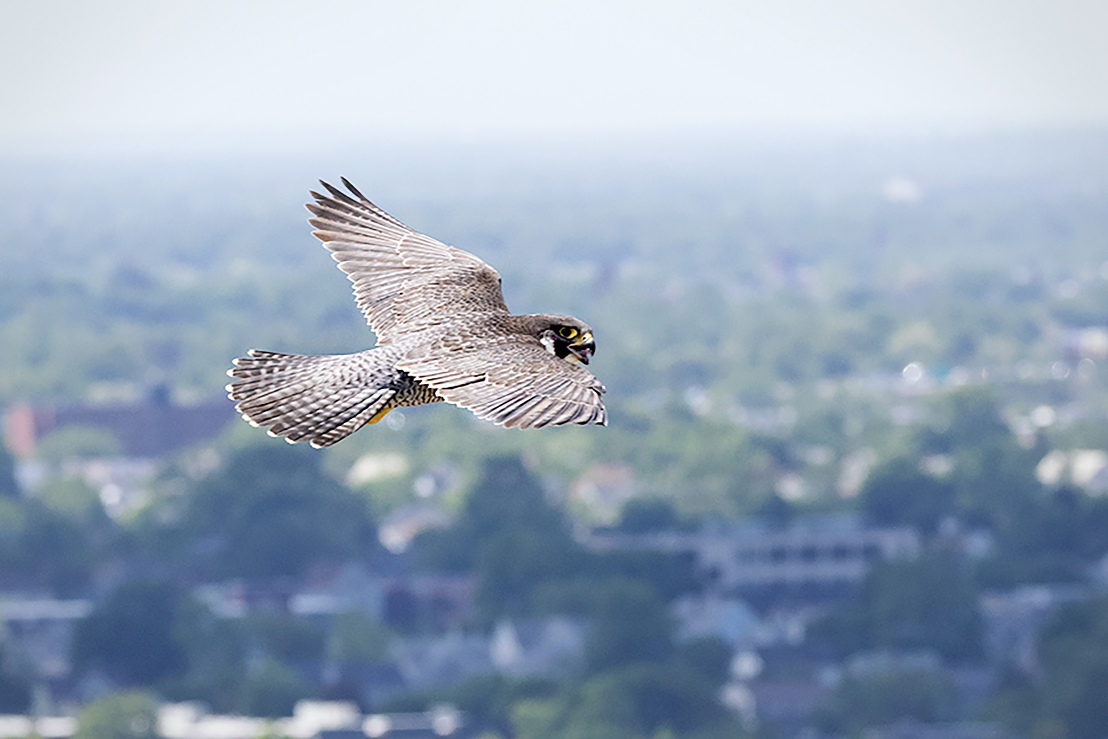 Falcon Flying Outlines