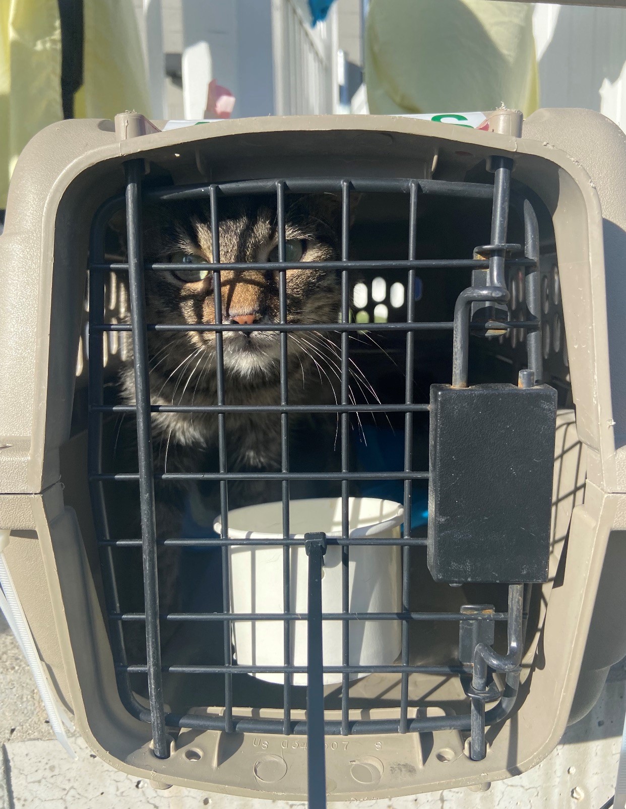 Kittens For Adoption Ma