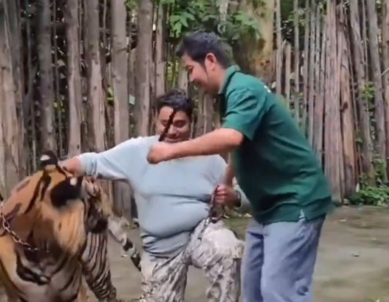 Ataque De Tigre Humano Beware Human! | Funny Animals, Funny Animal