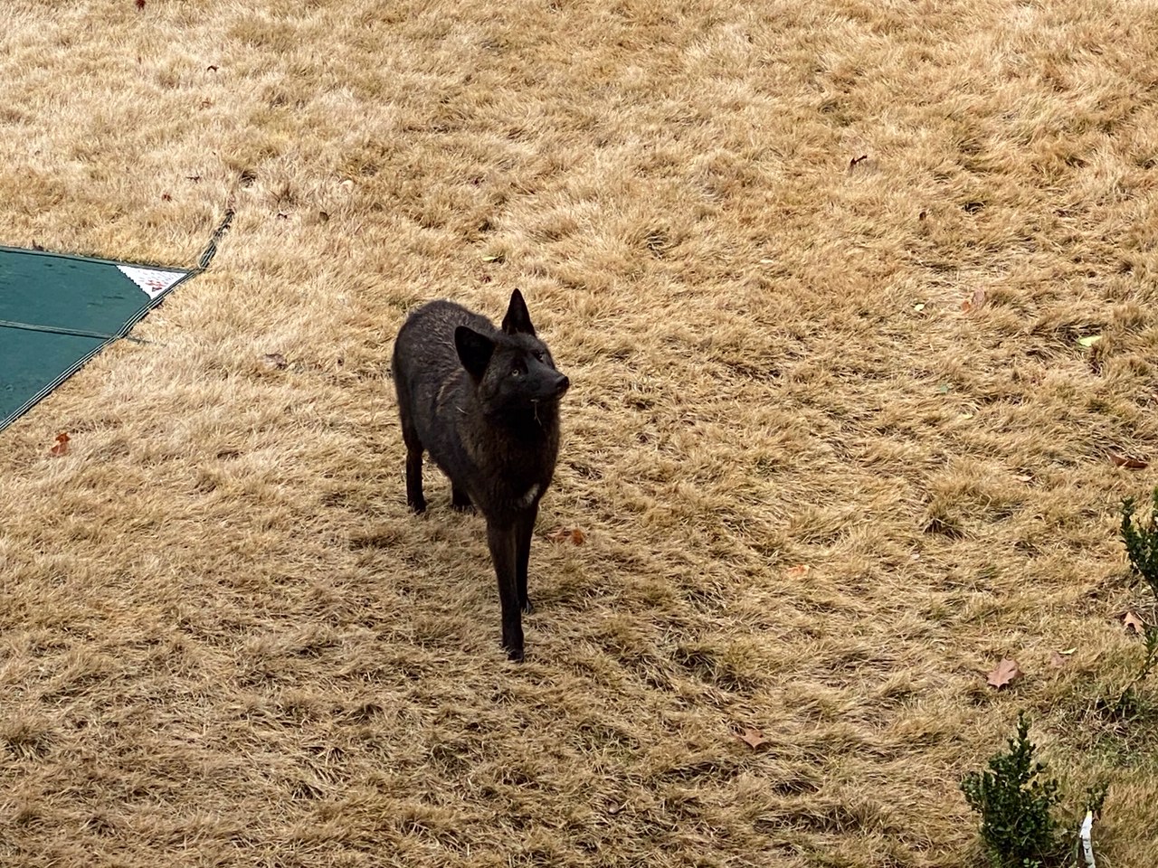 Are Coyotes Friendly To Dogs