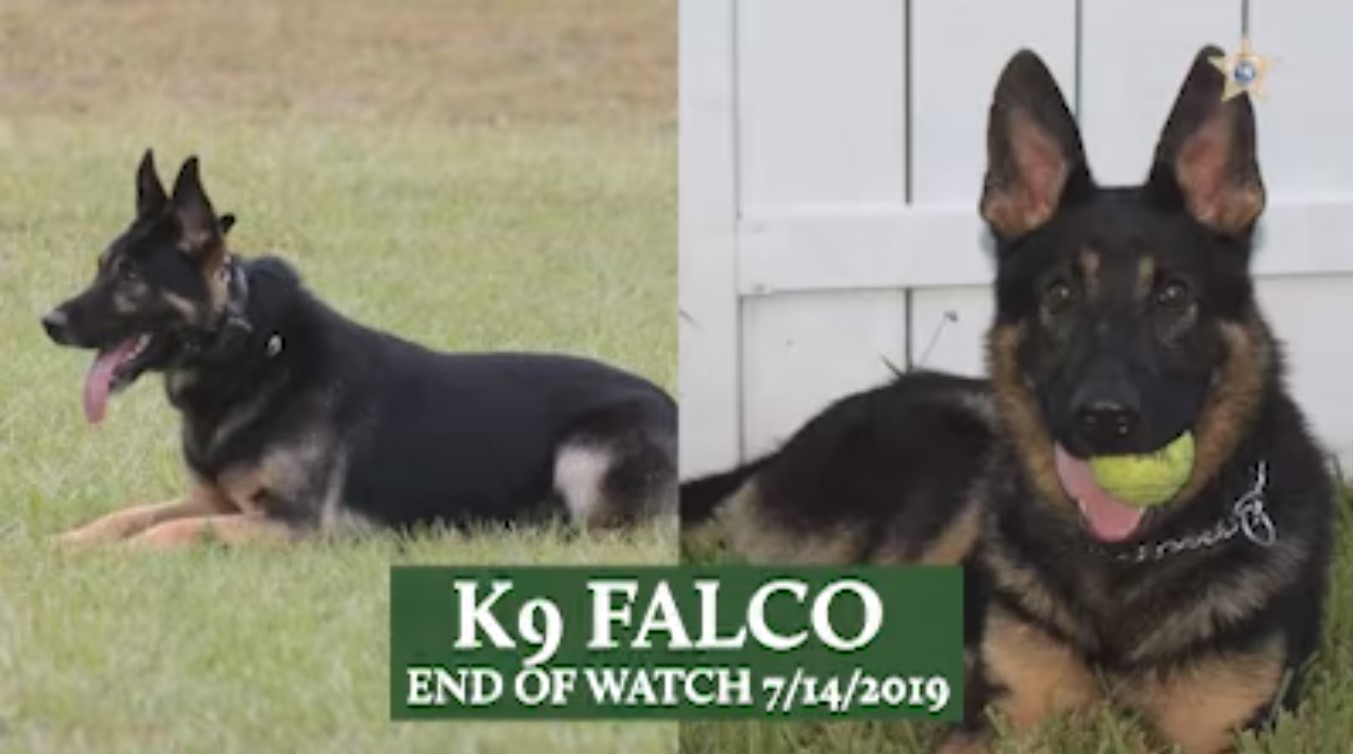 Watch: Deputies salute fallen K9 Falco – WDBO