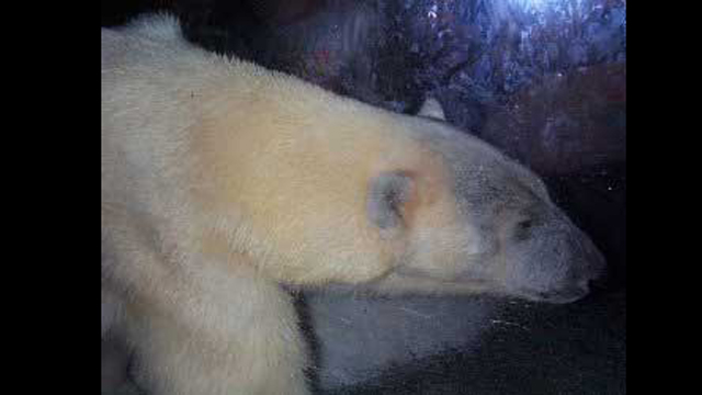 Klondike the polar bear dies at SeaWorld Orlando – WDBO