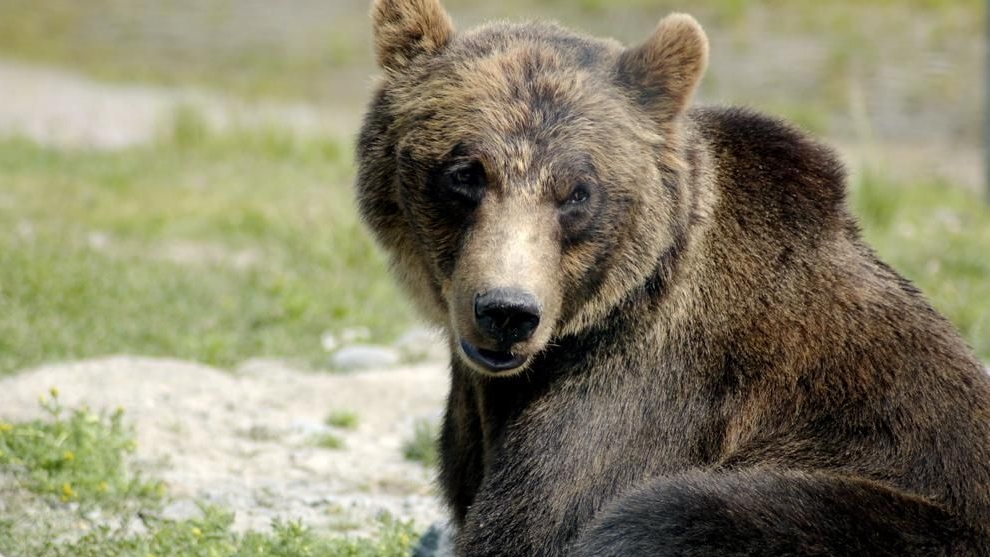 Coronavirus alters bear release methods, other rehabilitation efforts