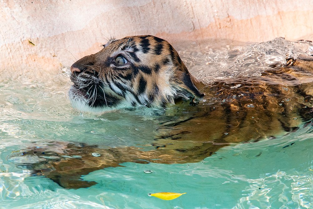 Tiger cub takes her first swim at Zoo Miami – WDBO