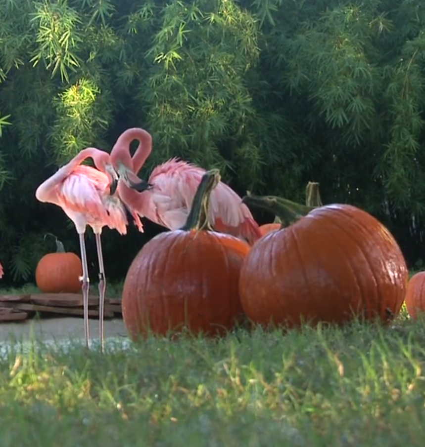 SeaWorld flamingos play in pumpkin patch to celebrate first day of fall ...