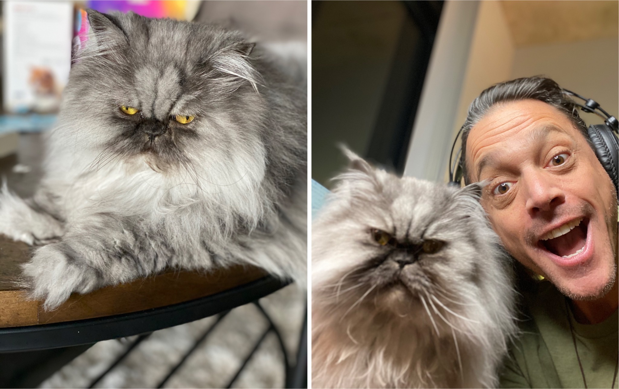 ‘Smooshy-faced’ cats can’t show emotions, vexing humans everywhere – WDBO