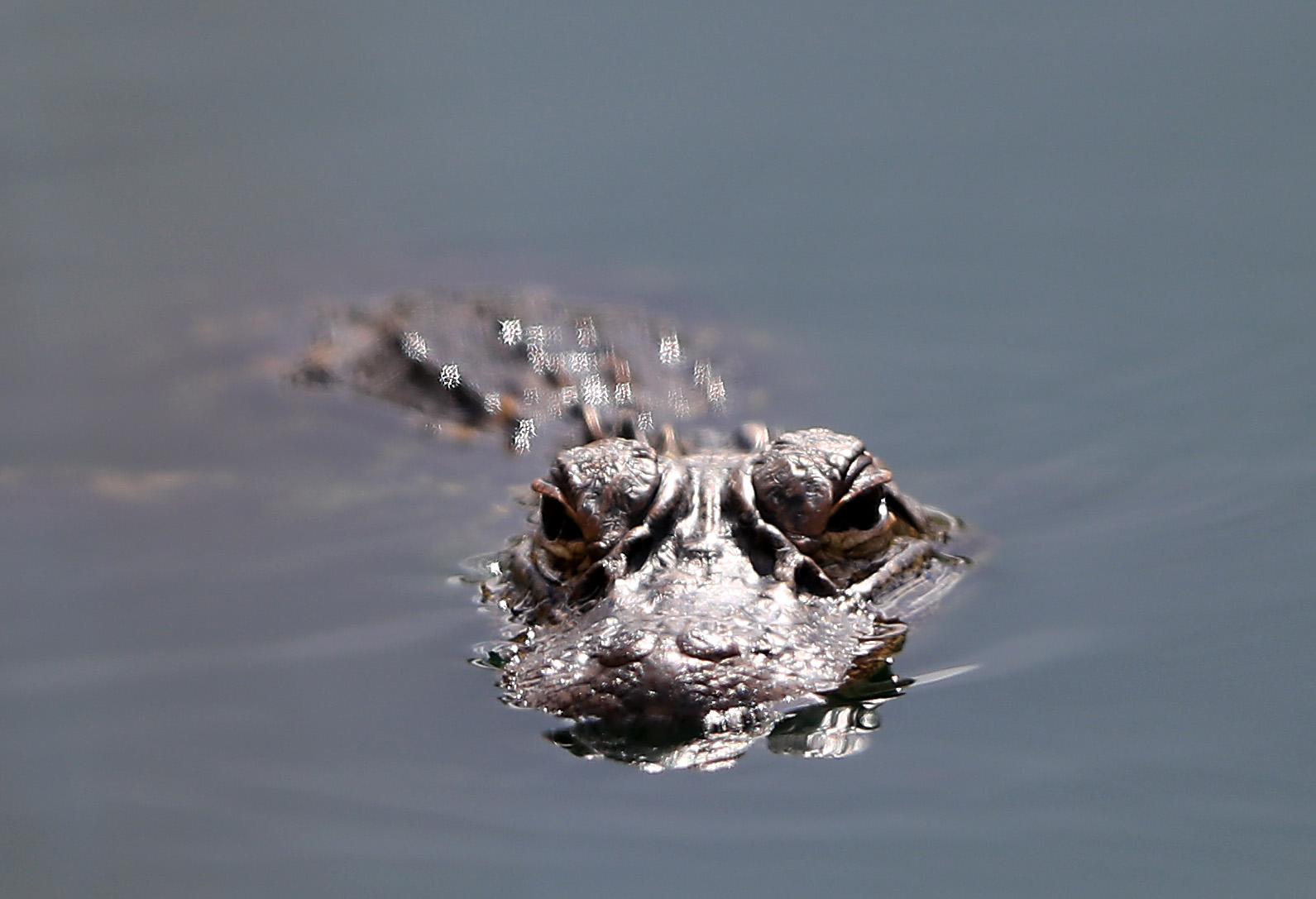 Alligator sightings on the rise in Florida – WDBO